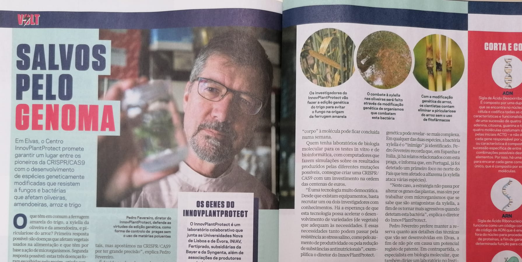 CRISPS-Cas9 | InnovplantProtect usa tecnologia para desenvolver plantas ...