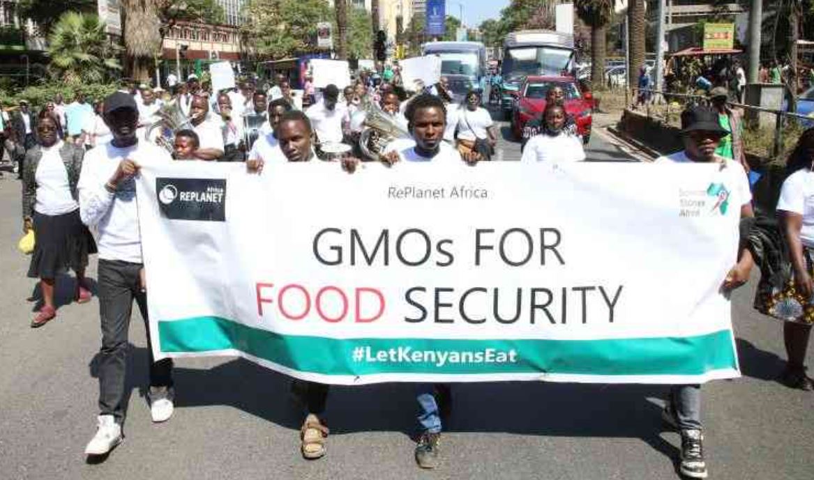 OGM | Governo do Quénia quer combater desinformação sobre os OGM - CiB